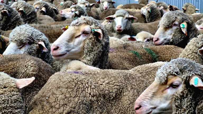 Sheepskin market dramatically rebounds amid tighter supply and Chinese ...