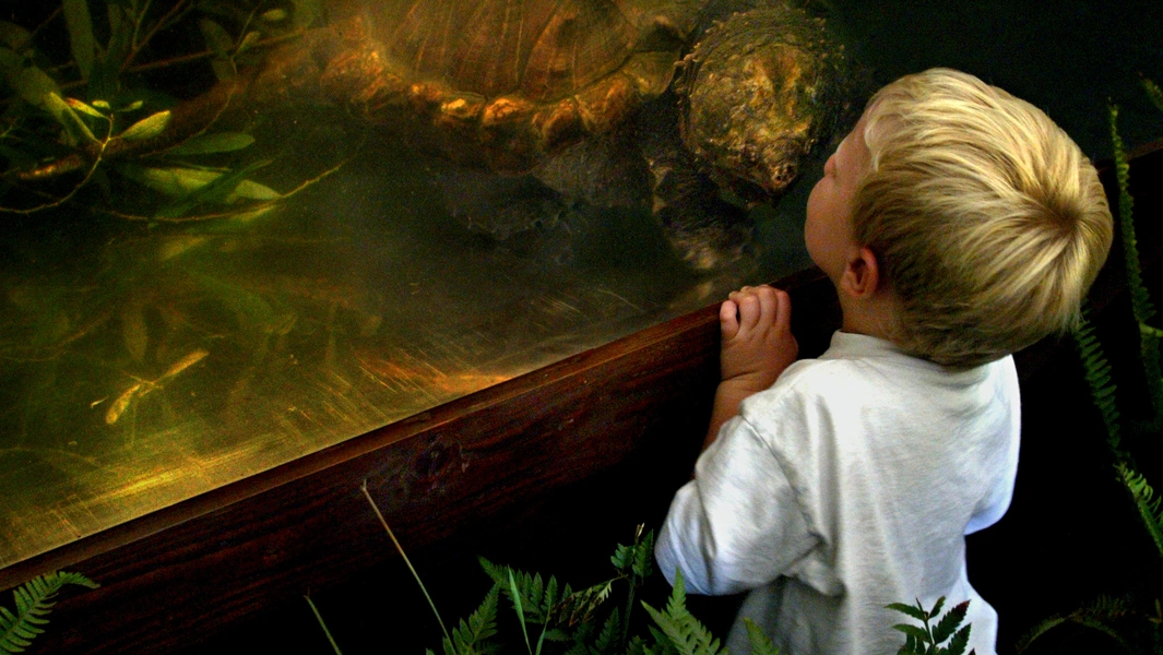 Alligator snapping turtle facts and conservation