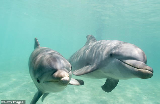 Reaching into your pocket for a dolphin? Brits can now vote on animal ...