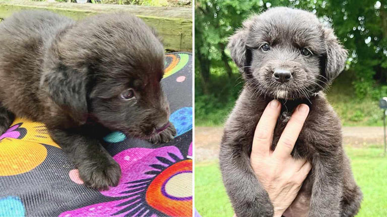 Meet Pearl Sparkly: The sweet little 6-week-old puppy looking for love