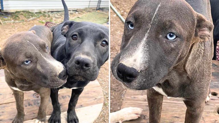 Young puppy with neglectful past is now looking for bright future