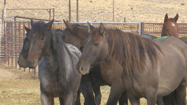 DA Wolfson attempts to try juvenile accused of stabbing of 3 horses as ...