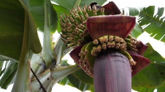 Bananas: One of the world's most complex fruits, traced by ancient ...