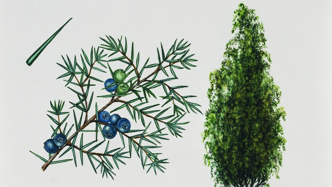 14 fascinating facts about gin and tonic