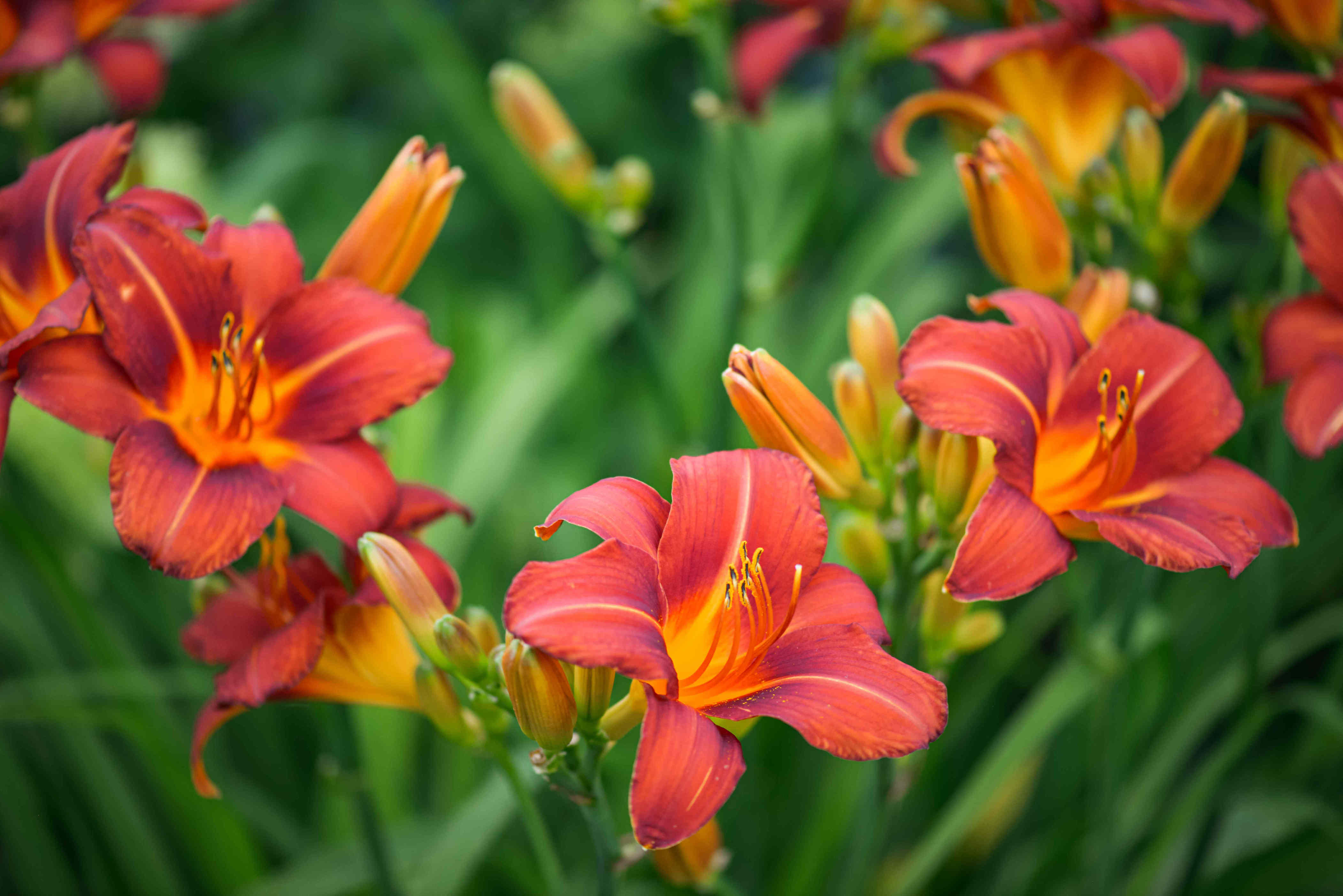 How to deadhead daylilies for nonstop blooms all season