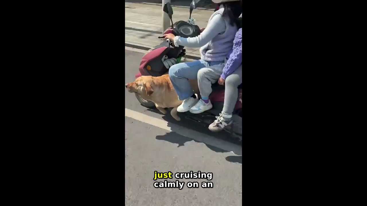 Chill labrador rides scooter like a pro in China
