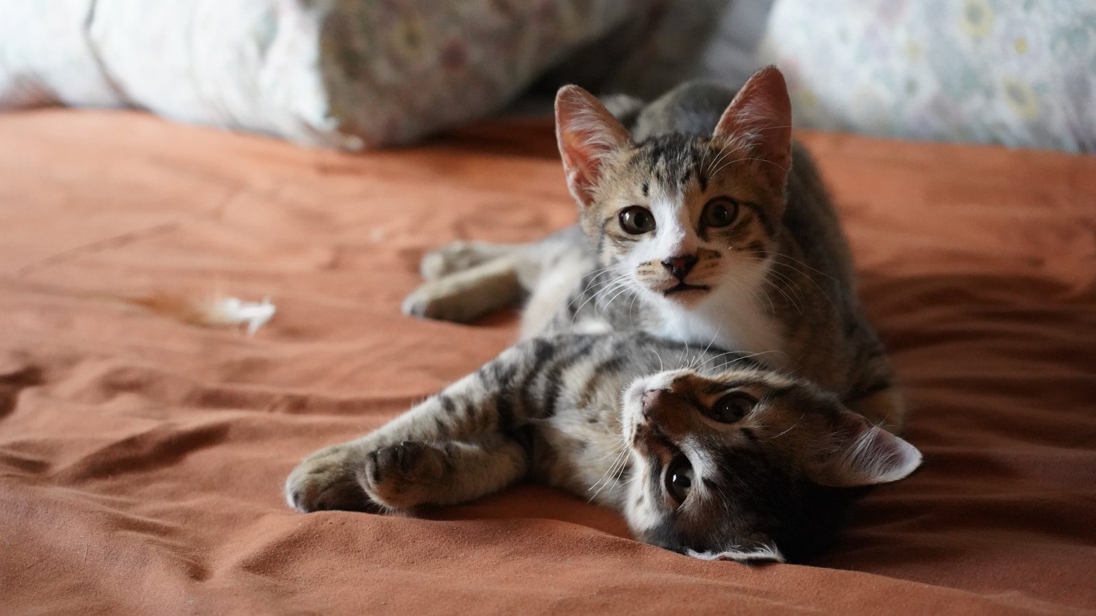 How a playful kitten saved a depressed senior cat