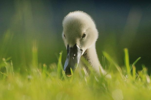 Birds of Gwent in six pictures