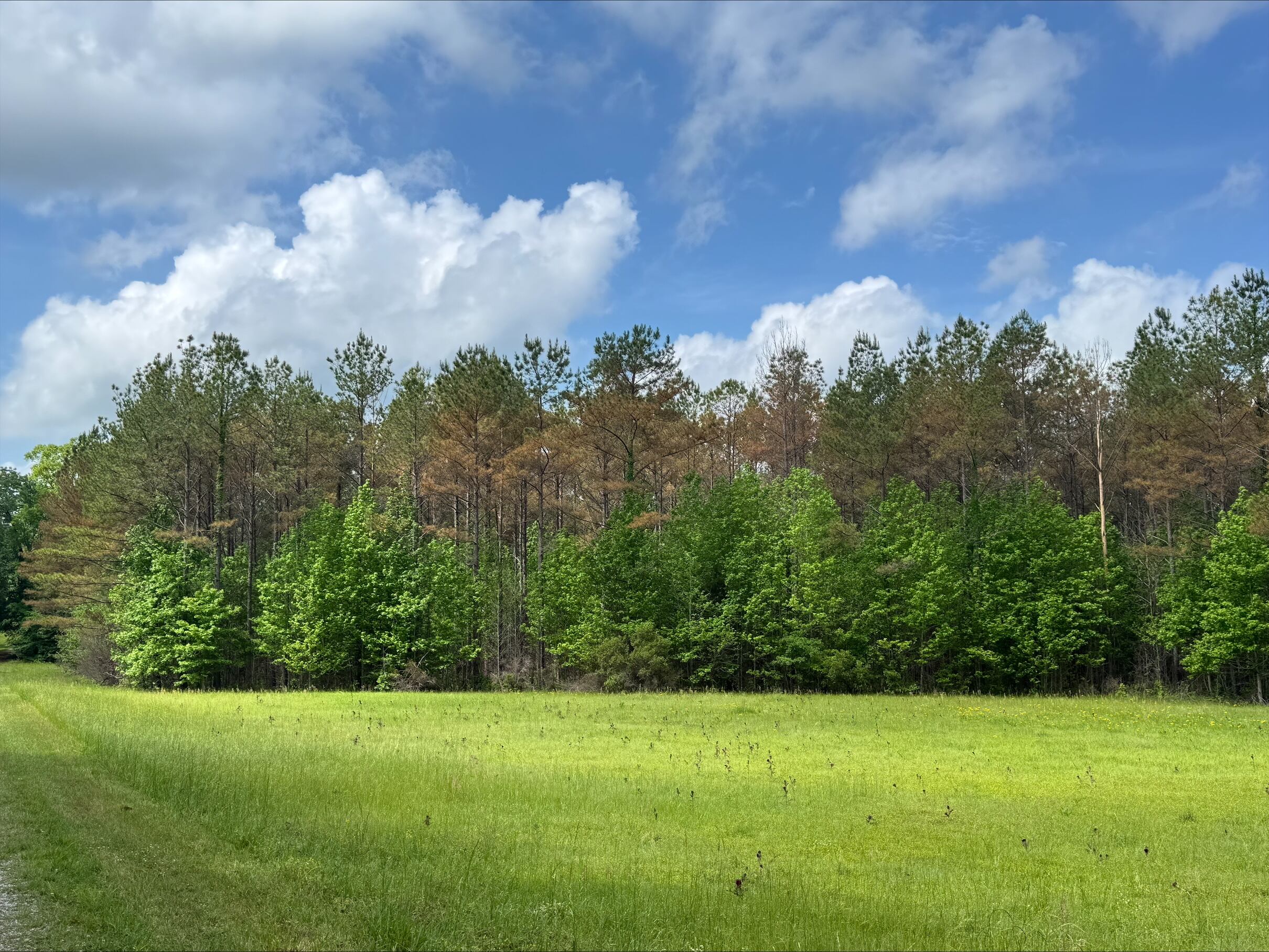 Alabama pine forests threatened as brown spot blight spreads across the ...