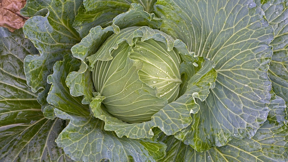 Cabbage Manchurian made simple and irresistible