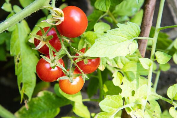 Tomato plants will grow strong and not break if you do 1 important task