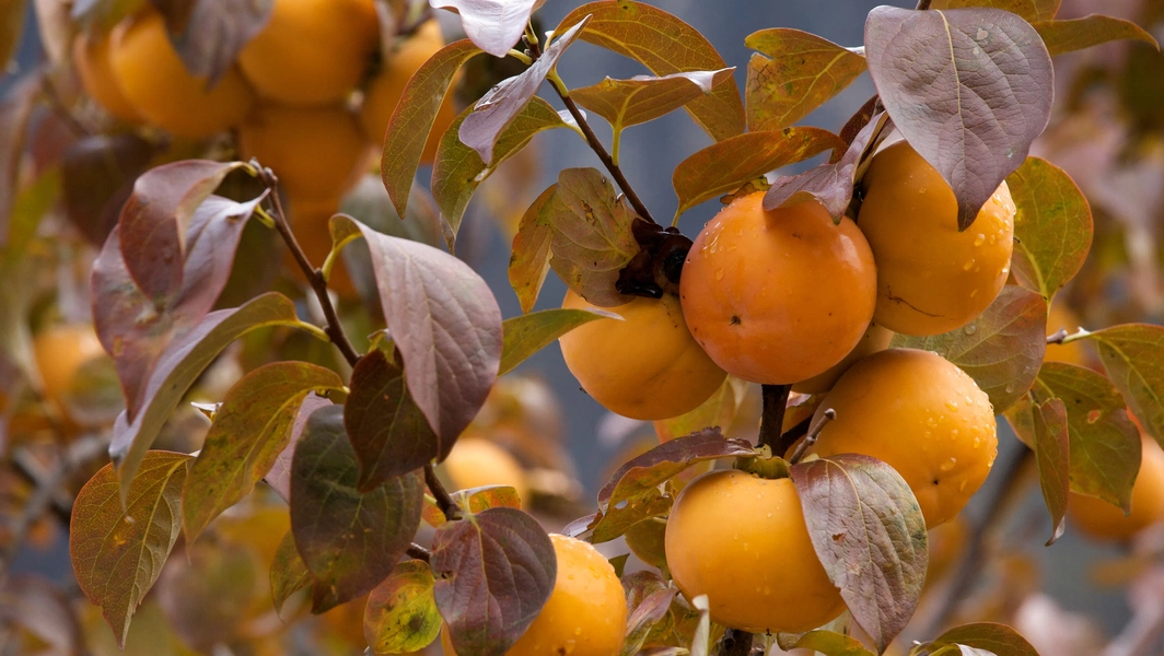 14 overlooked foods deer crave