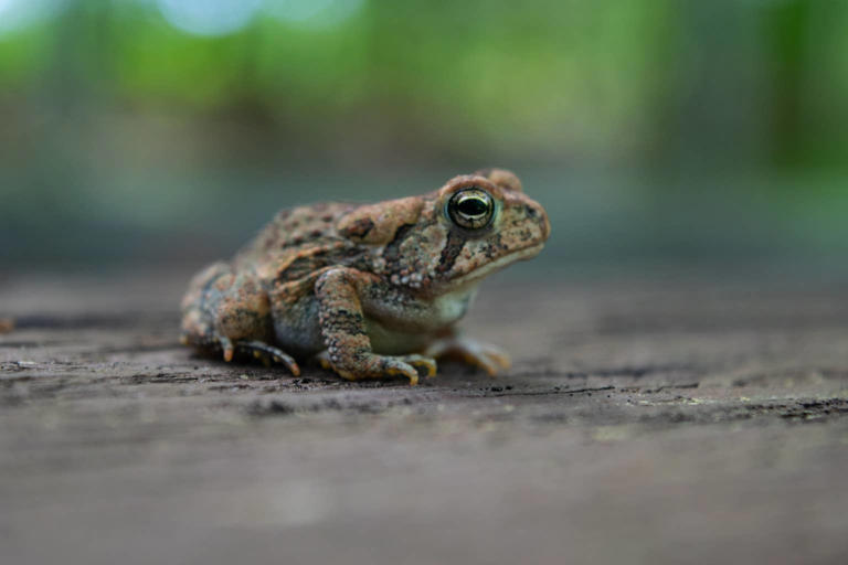 Watch this Fowler’s toad play dead and peek at a woman in Myrtle Beach