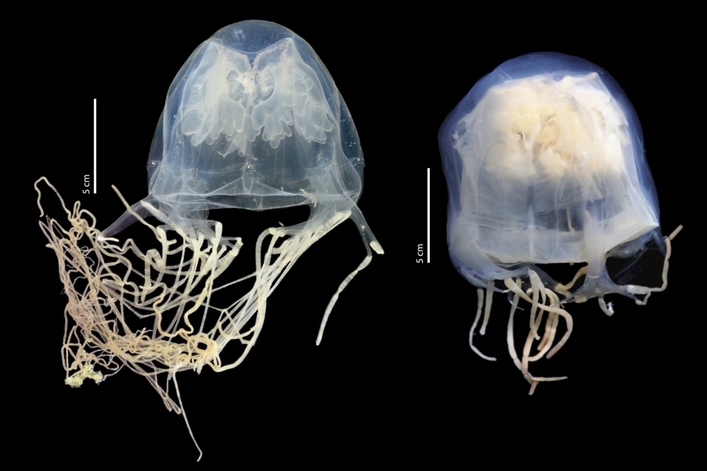 Scientists identify new species of highly venomous box jellyfish near ...