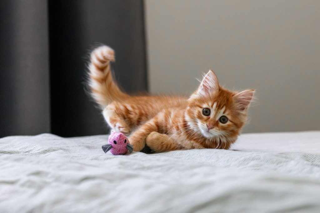 Why the old cat age rule is wrong