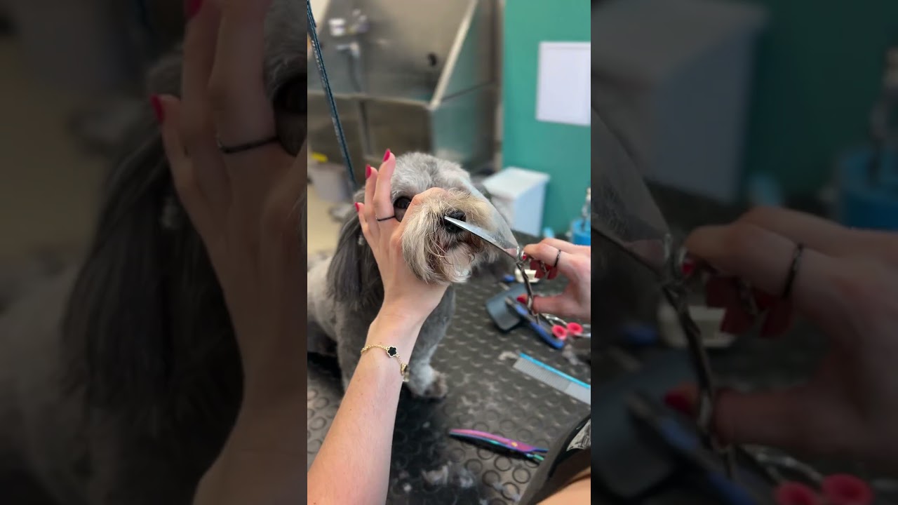 Fluffy dog makeover: Watch this tiny pup’s amazing grooming transformation!