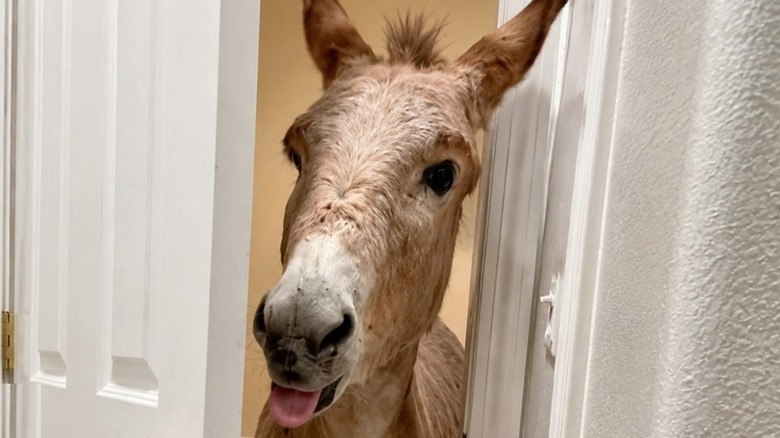 From stray to spoiled: The luxury life of Alfredito, the rescued 'wild ...