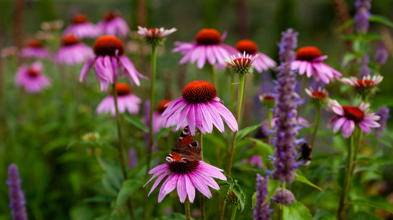 Savvy gardeners know that deadheading these 12 common flowers is a mistake