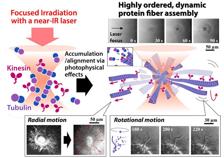 Laser beam builds cell-like protein networks without chemical modification
