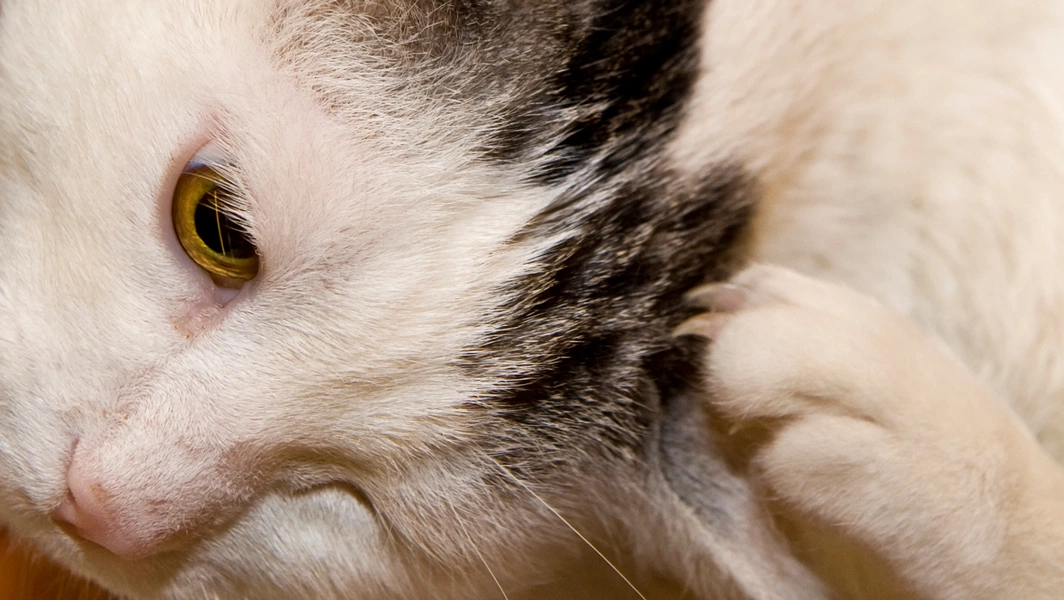 9 subtle signs your cat truly loves you