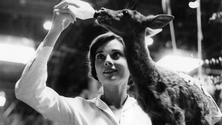 18 strange and fascinating old Hollywood facts
