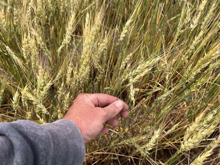 Leaders from large Nigerian flour mill survey Kansas wheat crop