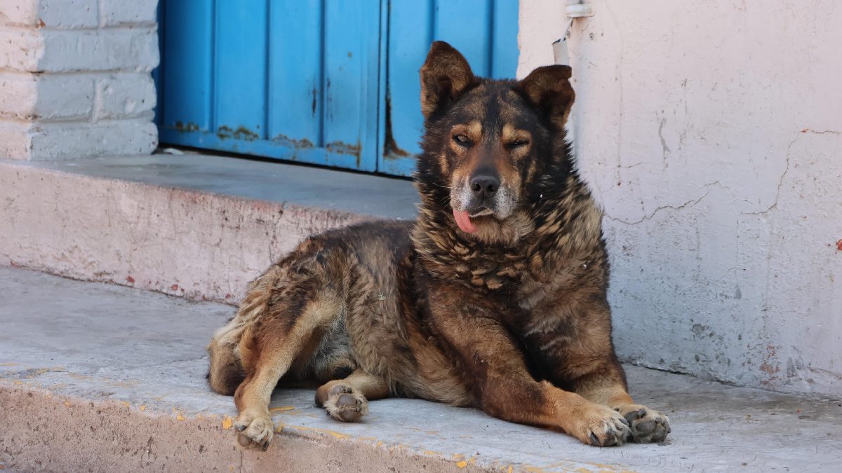 Casos activos de gusano barrenador en Puebla suben al doble en mascotas ...
