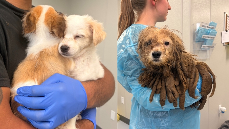 Toledo Humane Society rescues dozens of dogs from deplorable conditions