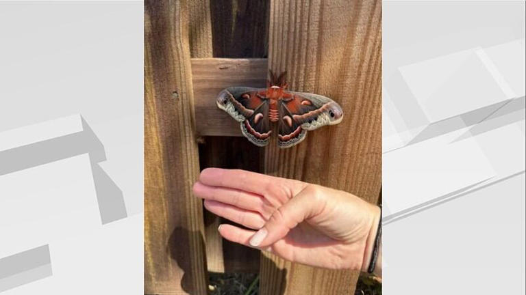 Backyard surprise: Viewer finds largest moth in North America on fence