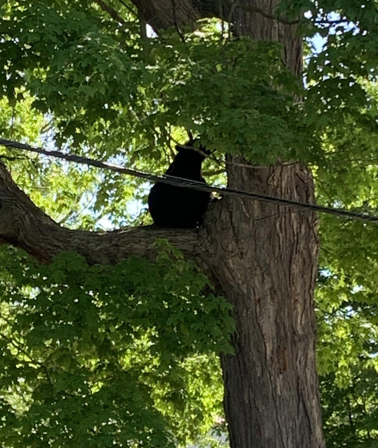Black bear in Mt. Pleasant tree tranquilized, relocated: DNR