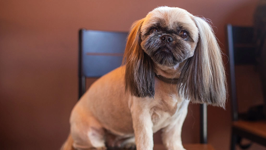 14 dog breeds that love constant companionship