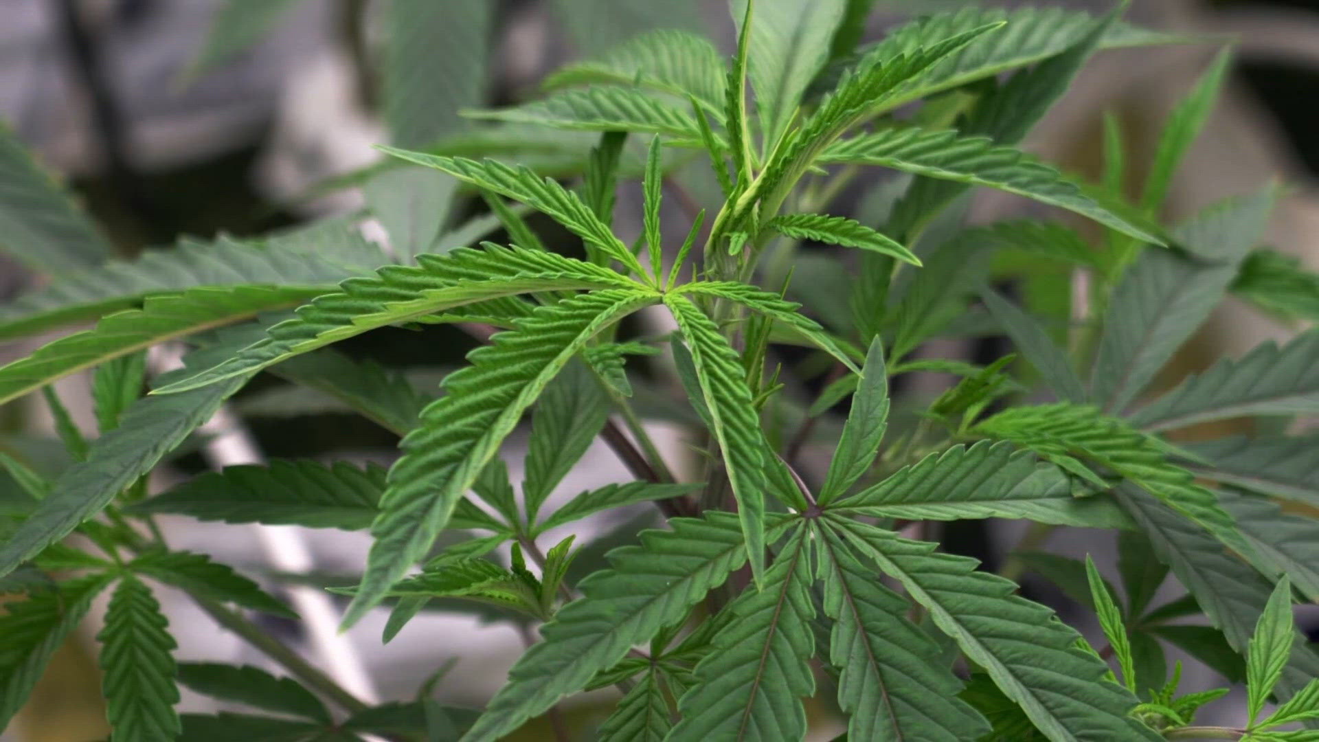 Kentucky governor clarifies, expands medical cannabis access
