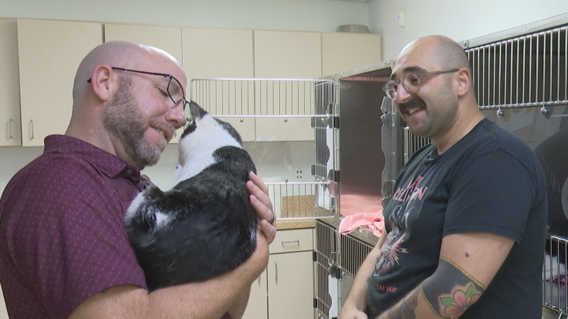 Killeen shelter seeks forever homes for cats and pitbulls with $5 ...