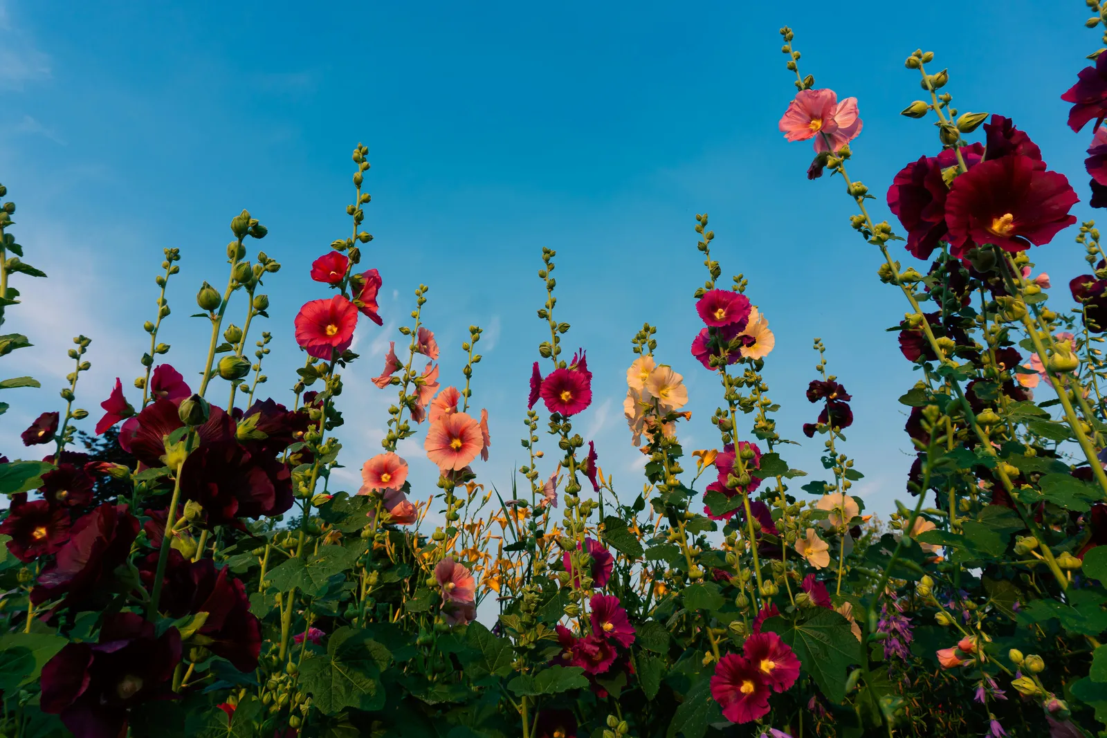 Full-sun perennials deliver continuous summer color with minimal ...