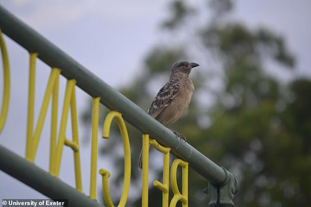 Birds have started using human items to impress their mates - including ...