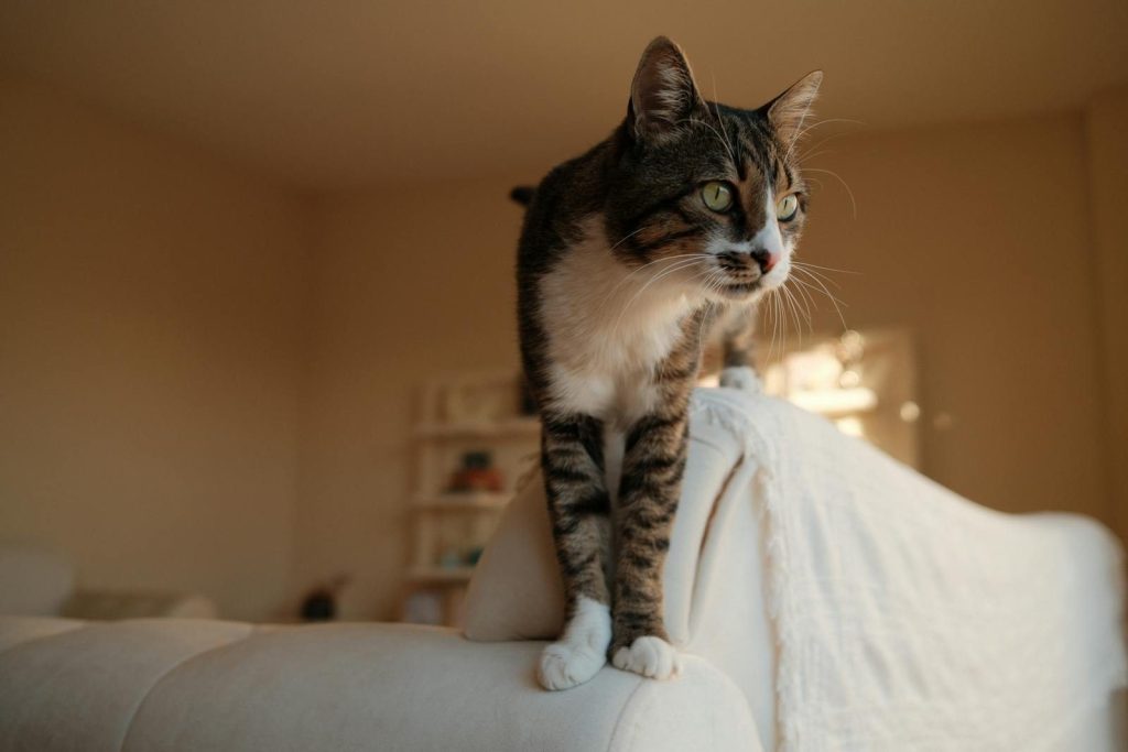 Why the old cat age rule is wrong