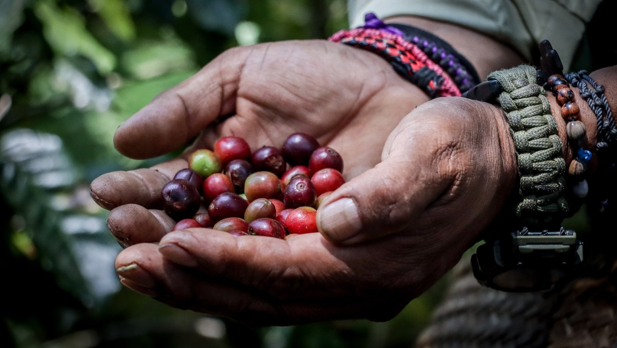 Café genera ganancias por tres mil 800 MDP para Puebla: SADR