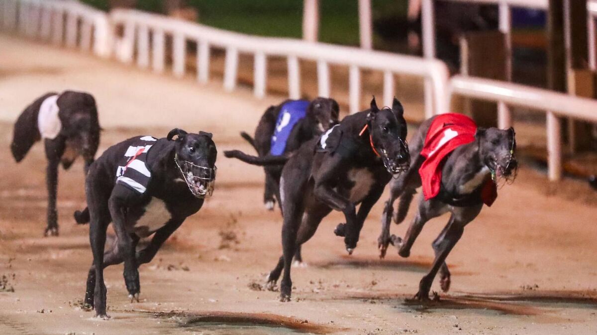 Almost two-thirds of former racing greyhounds born four to five years ...