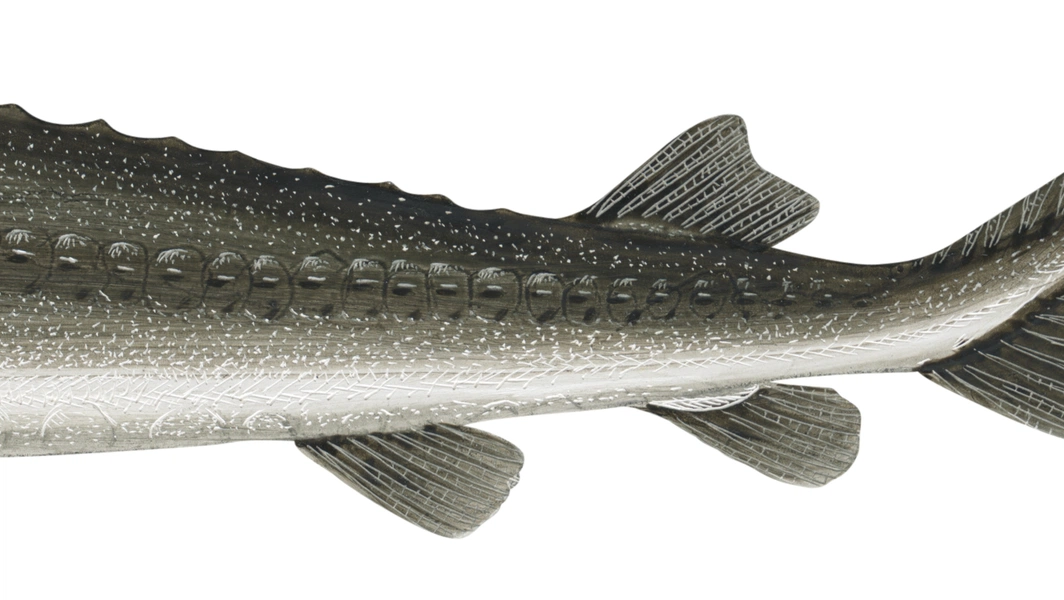 15 massive fish species of the Great Lakes