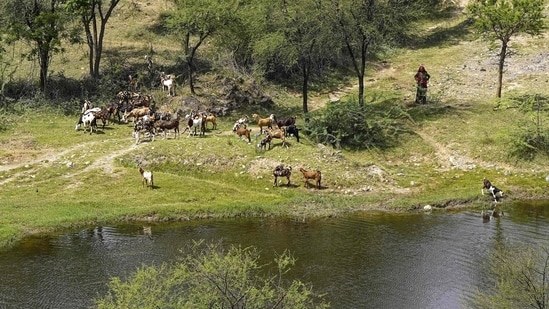 Supreme Court forms 5-member panel to propose definition of Aravalli range