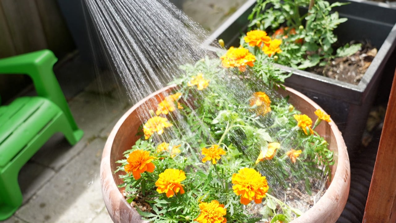Vancouver to ban sprinklers, filling backyard pools