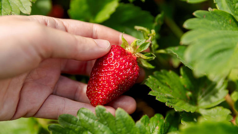 Frischer geht's nicht: Hier kann man Erdbeeren selbst ernten