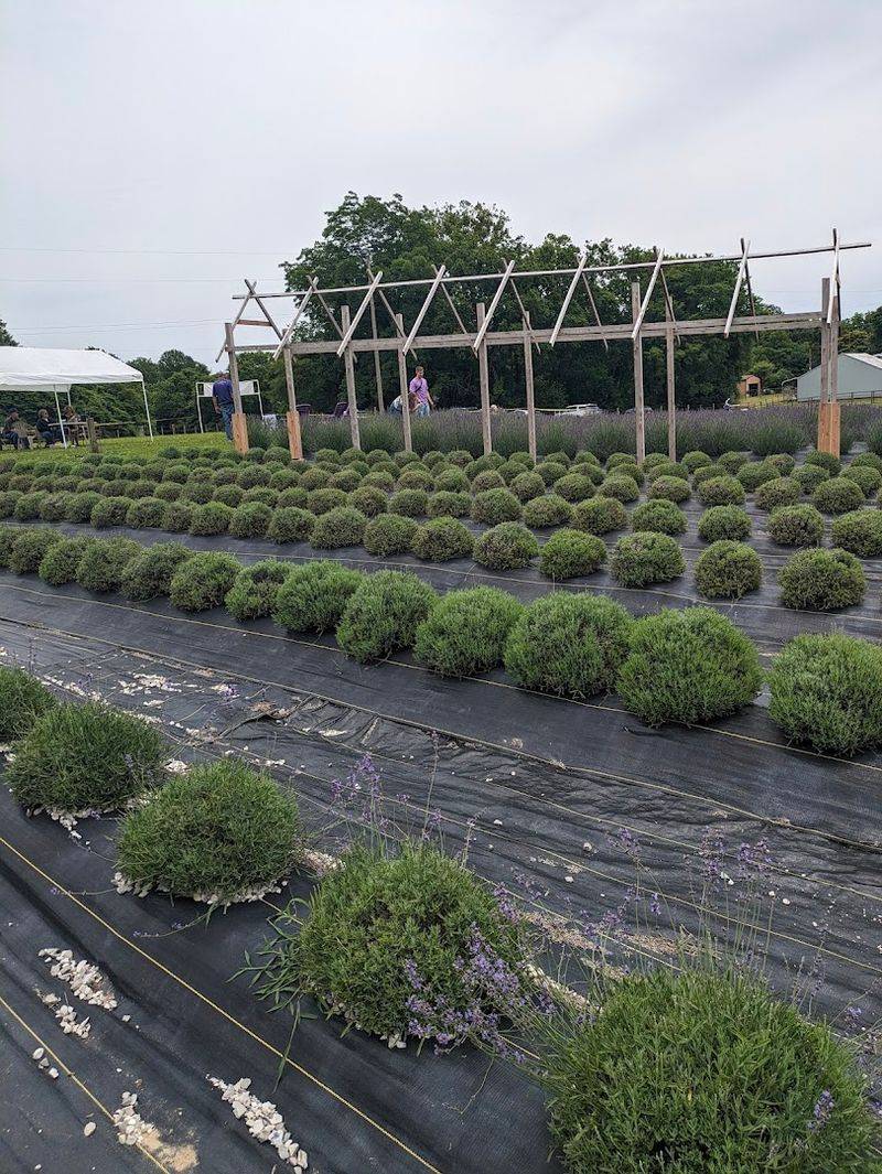 This hidden Indiana lavender farm smells like pure heaven from the ...