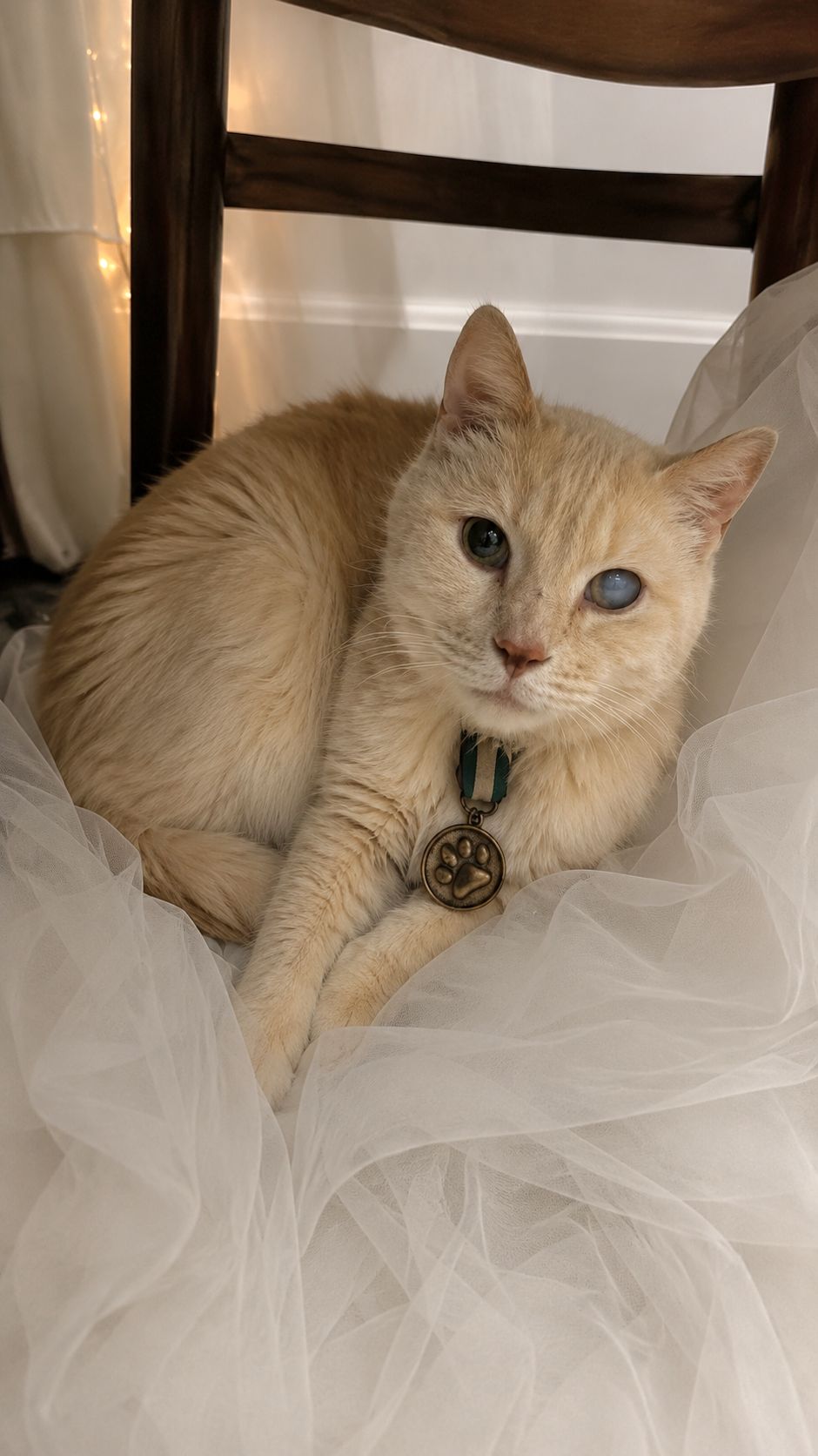 Vermeil, il gatto anziano lasciato libero al matrimonio, entra nelle ...