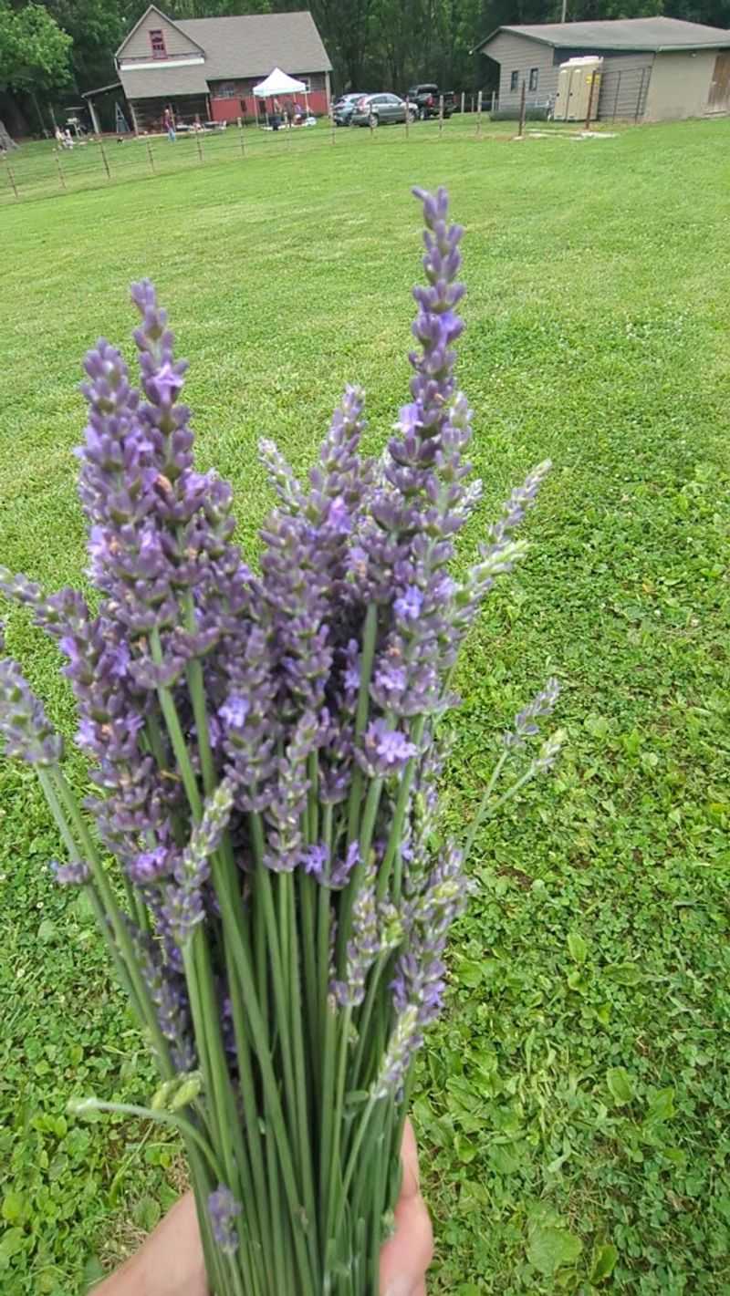 This hidden Indiana lavender farm smells like pure heaven from the ...
