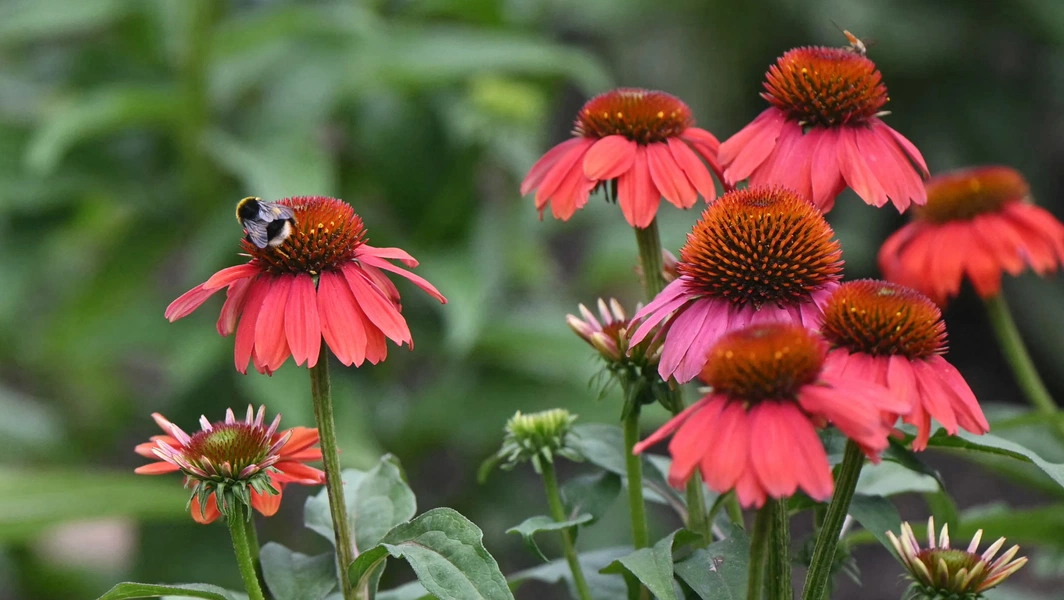 8 flowers for year-round garden beauty