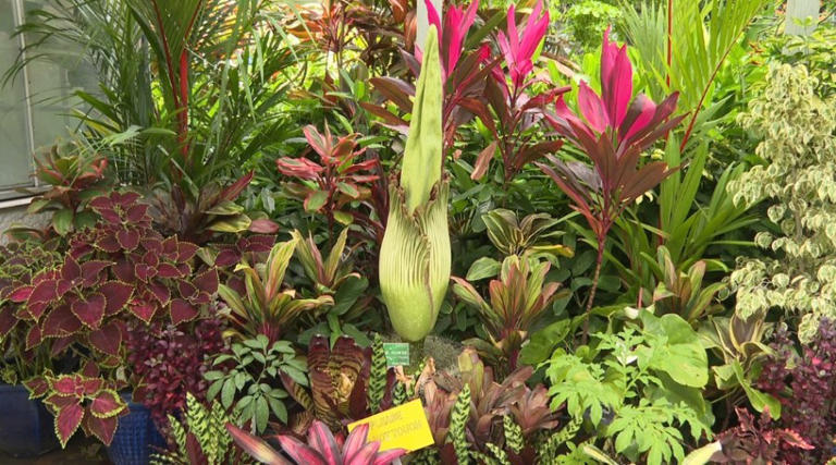 Foster Botanical Garden: Second corpse flower blooms this year
