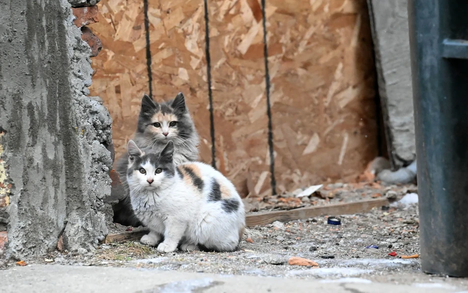Stray cat rescues underscore need for humane control