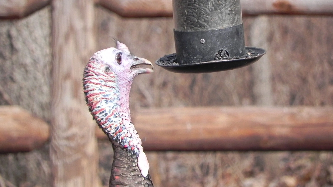 12 states with the largest wild turkey populations