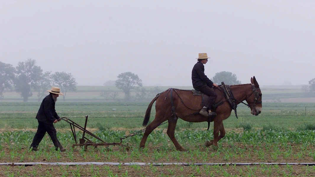 15 traditions and customs of Amish home life